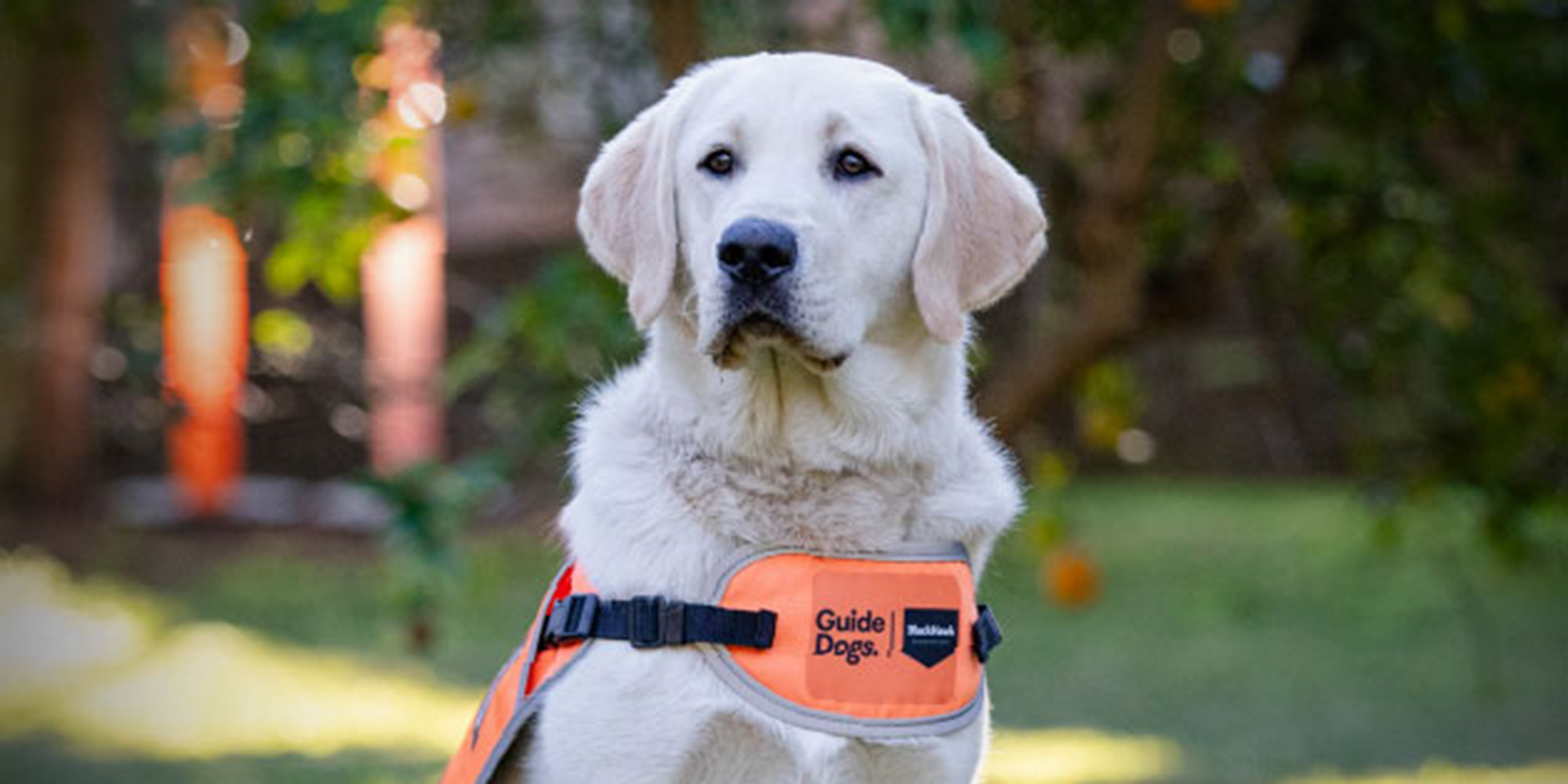 Proudly supporting Guide Dogs Australia - Black Hawk